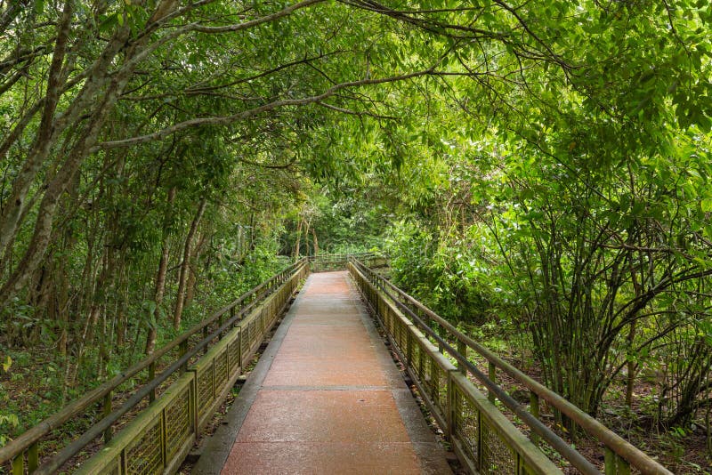 Path in the Jungle / Landscape Stock Image - Image of track, forest ...