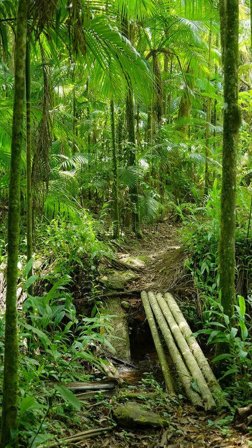 A Jussara Palm Tree Seen from Below Stock Photo - Image of leaf ...