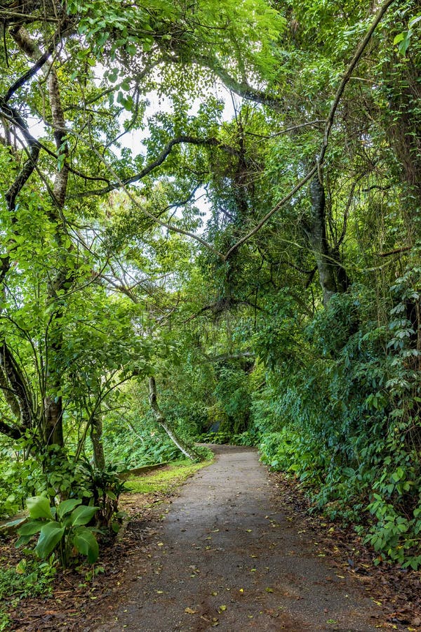 Path through the Rainforest Stock Image - Image of hiking, brazilian ...