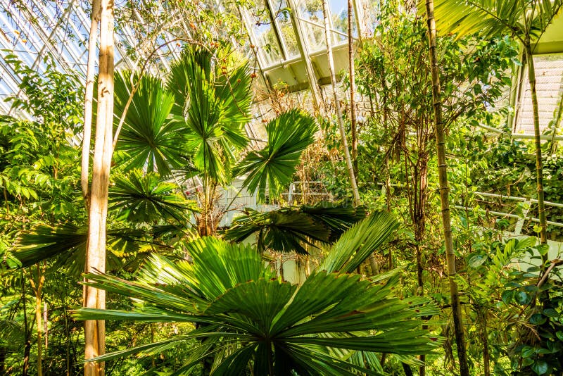 A Path through a Rainforest Stock Photo - Image of plants, plant: 158385992