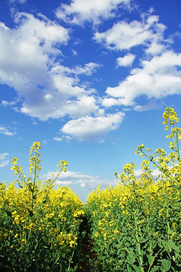 Path through Rapeseed Field, Blue Sky with Clouds Stock Image - Image ...