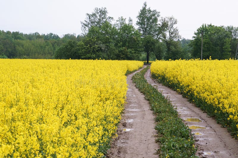 Rapeseed Farming Culture, Agricultural, Rapeseed Field Stock Image ...