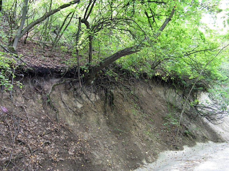 Ravine in the forest stock image. Image of forest, nature - 187431115