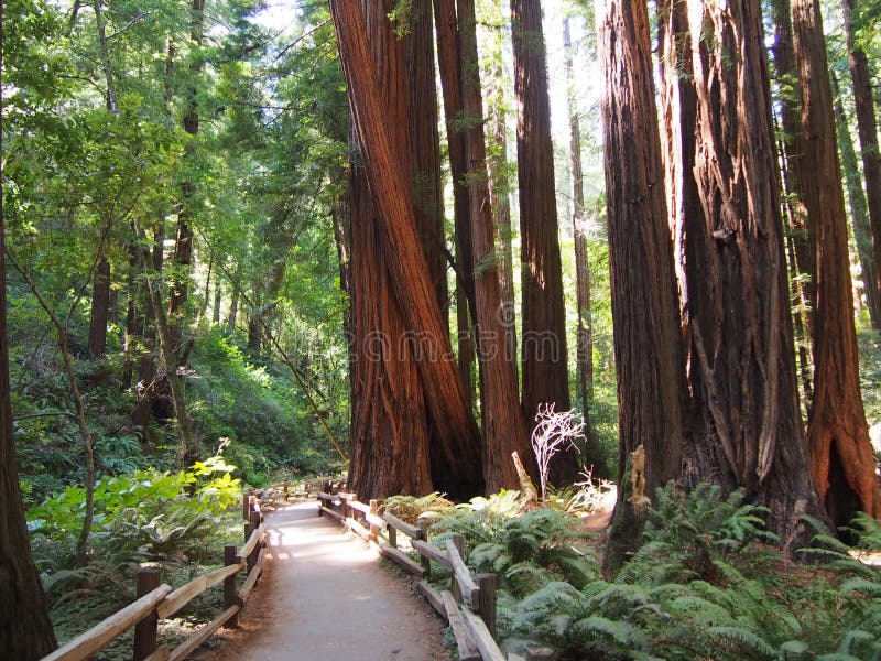 A Path through Redwood Trees Stock Photo - Image of woods, trunk: 84534112