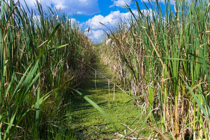 A path through reed stock photo. Image of botany, dried - 52099570
