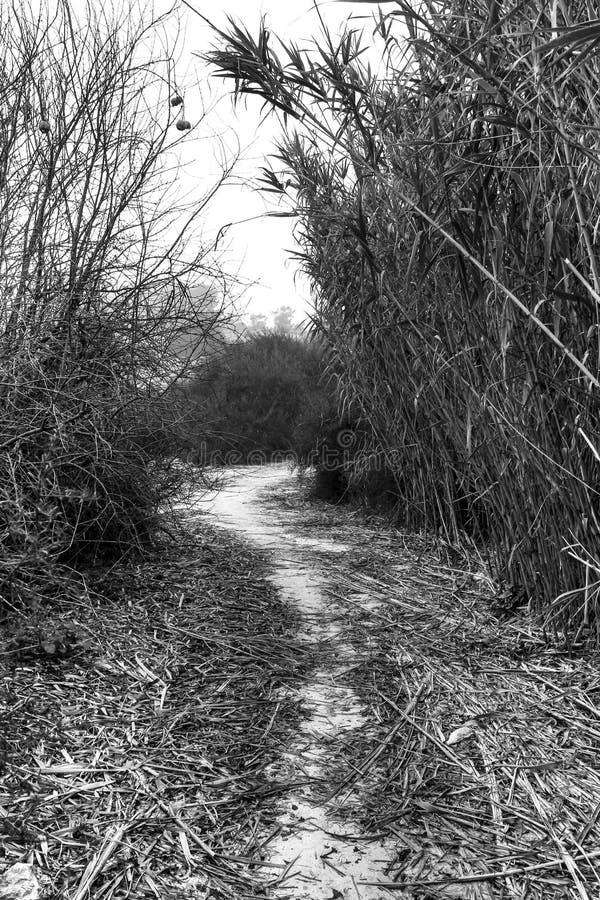 Path between Reed Fields in Spain Stock Photo - Image of site, design ...