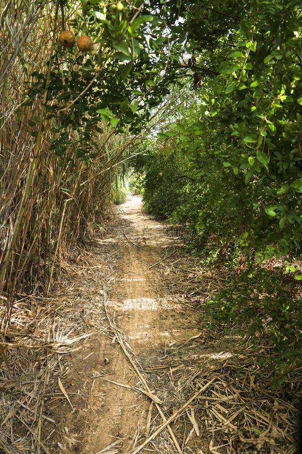Path between Reed Fields in Spain Stock Photo - Image of healthy ...