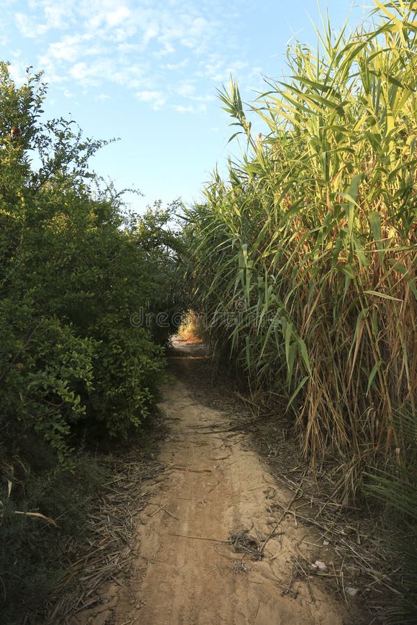 Path between Reed Fields in Spain Stock Photo - Image of vegetation ...