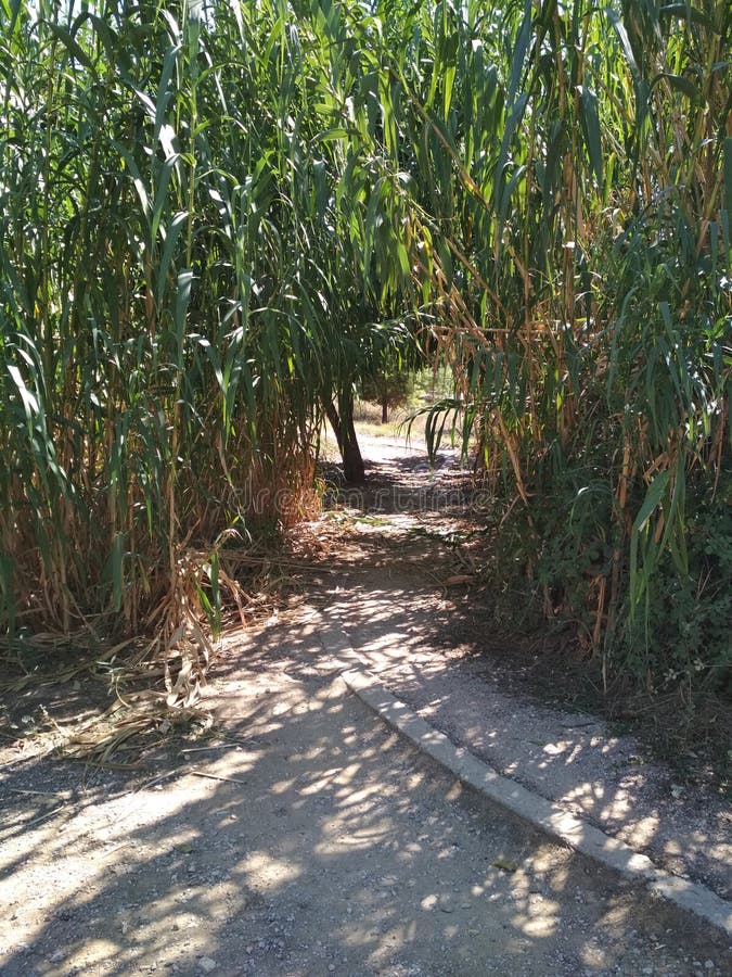 Path among the reed stock image. Image of path, trail - 129283725