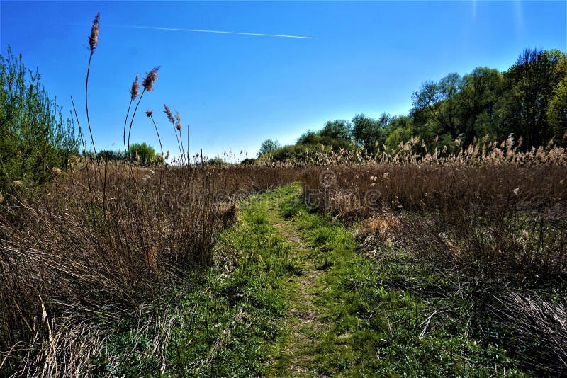 Path through the Reed in Protected Landscape Near Celle Stock Photo ...