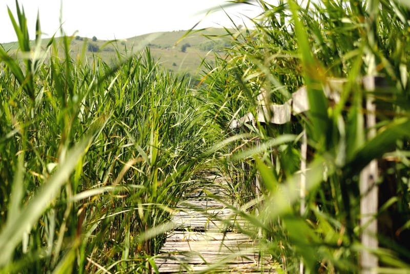 Path through the reeds stock photo. Image of plant, road - 23512088