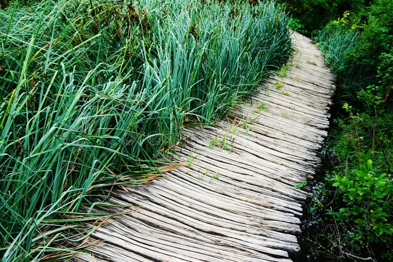Path and reeds stock photo. Image of continuous, broadwalk - 29004264