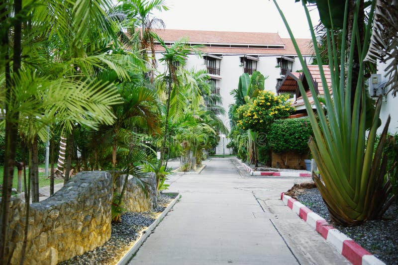 Path in the Resort Part with Greenery and Palm Trees Stock Photo ...