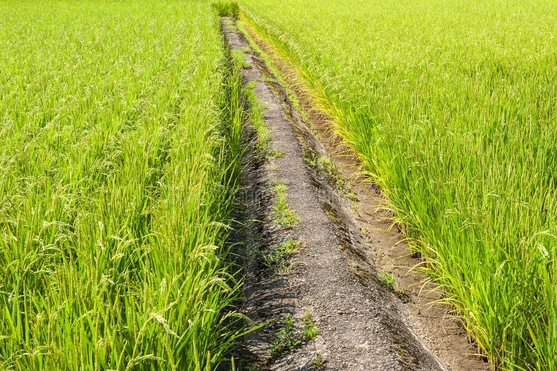 Path in the rice field stock image. Image of rice, rural - 29367619