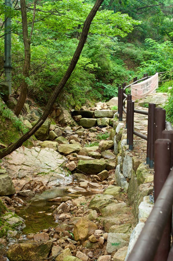 Path and River in the Woods Stock Image - Image of forest, touristic ...