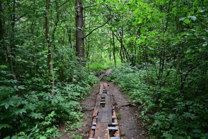 The Path is a Road in a Forest. Deciduous Forest. Trees Bent Their ...