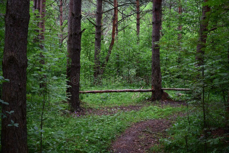 The Path is a Road in a Forest. Deciduous Forest. Trees Bent Their ...