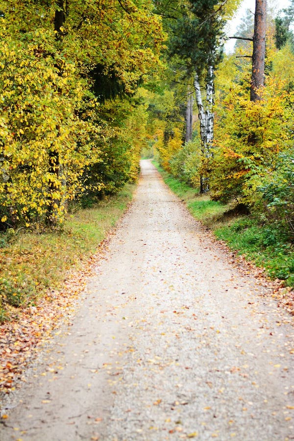 Path, Road, Nature, Leaf Picture. Image: 120483276