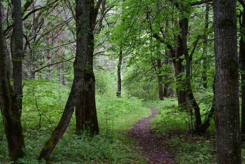 Path Road in an Oak Grove. Deciduous Forest Stock Photo - Image of ...