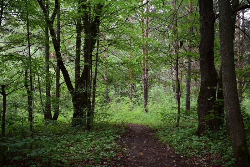Path Road in an Oak Grove. Deciduous Forest Stock Photo - Image of bent ...