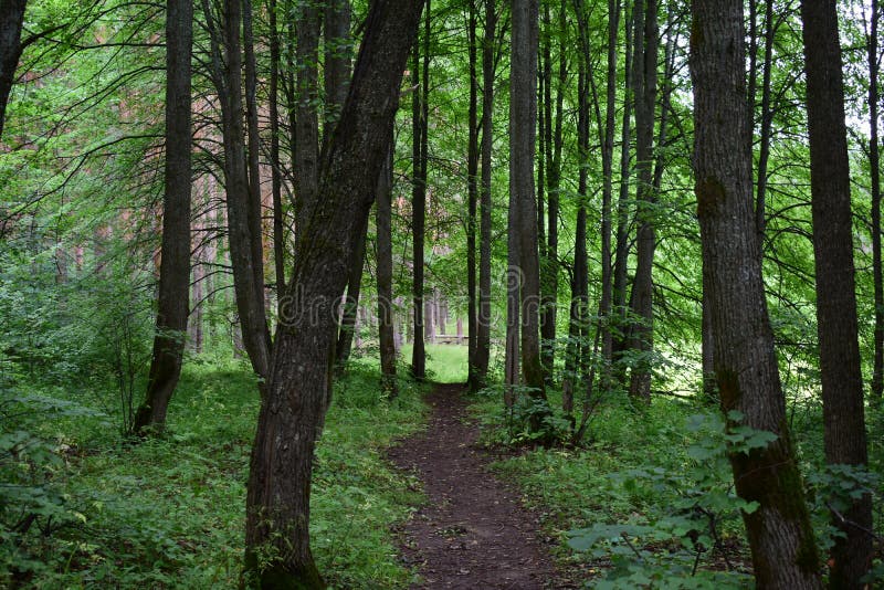 Path Road in an Oak Grove. Deciduous Forest Stock Image - Image of ...