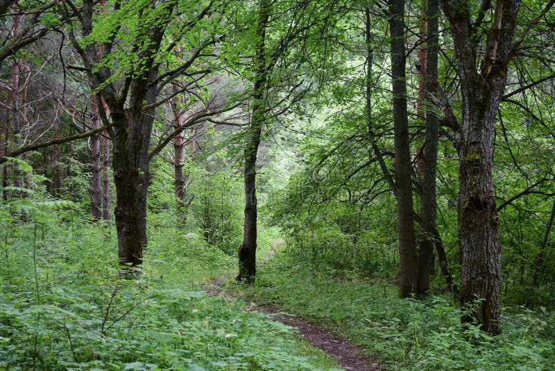 Path Road in an Oak Grove. Deciduous Forest Stock Photo - Image of ...