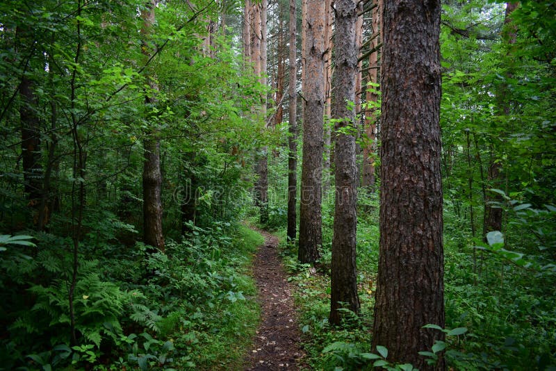 The Path is a Road in a Forest. Deciduous Forest. Trees Bent Their ...