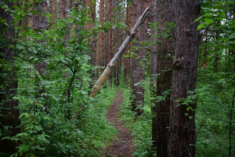 The Path is a Road in a Forest. Deciduous Forest. Trees Bent Their ...
