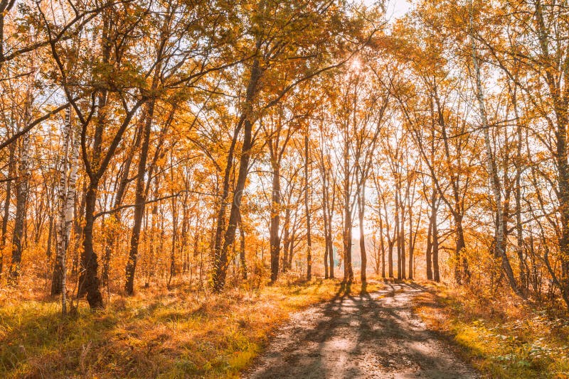 Path Road Way Pathway in Autumn Sunny Forest Trees Stock Photo - Image ...
