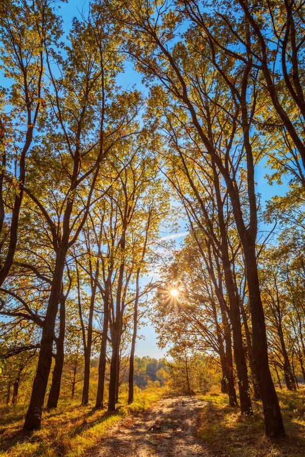 Path Road Way Pathway on Sunny Day in Autumn Sunny Stock Photo - Image ...