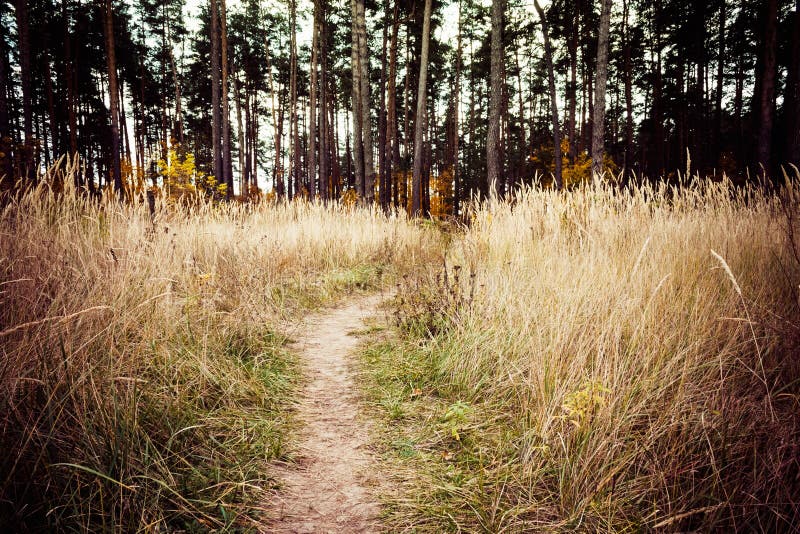 Path Road Way Pathway with Trees in Autumn Yellow Forest Stock Image ...