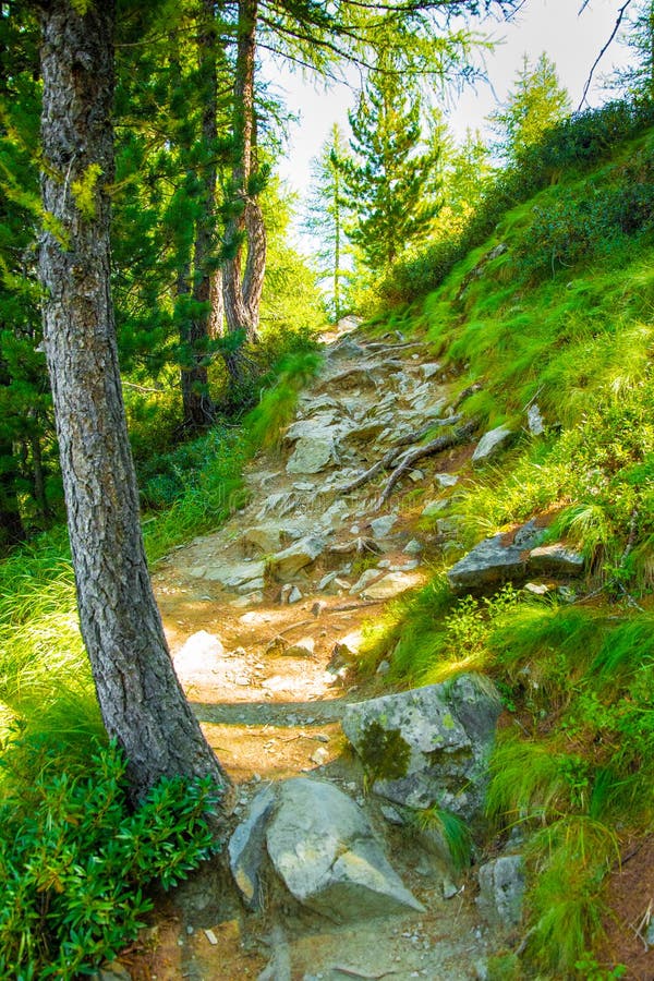 Mountain Path in the Forest Stock Image - Image of nature, alps: 116678811