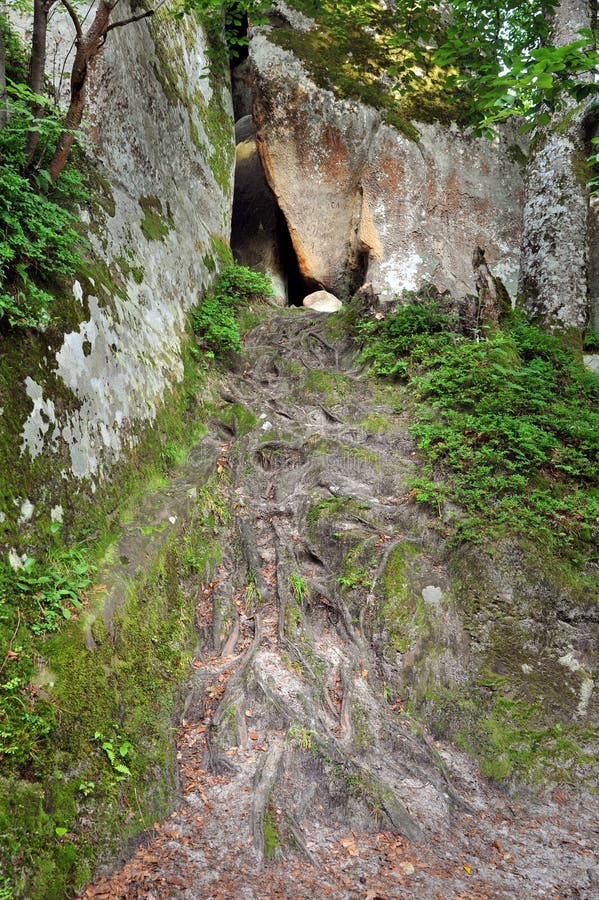 Path with Roots of Trees in Forest Stock Image - Image of mountainside ...