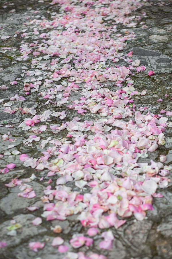 Path of Rose Petals at the Wedding Ceremony Stock Photo - Image of ...