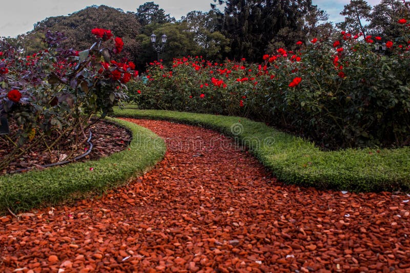 The path of the roses stock image. Image of path, roses - 126940917