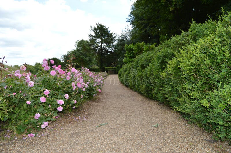 Path of roses stock photo. Image of roses, flowers, beautiful - 77217970