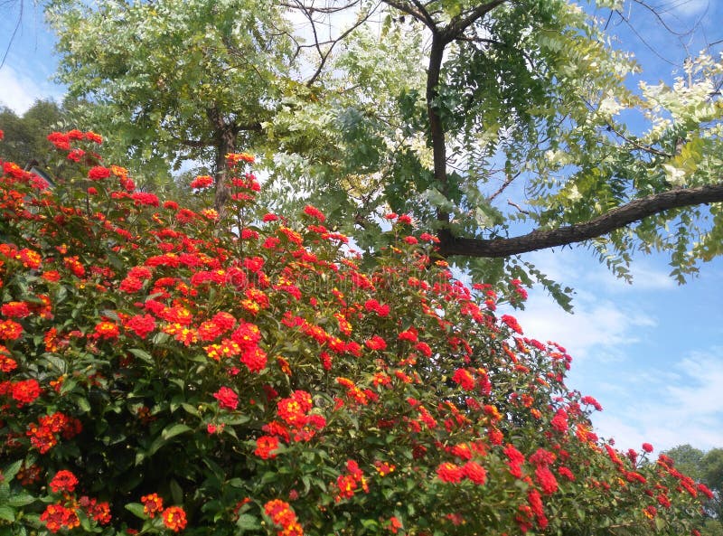 Path of roses stock photo. Image of roses, trail, illumination - 100233408