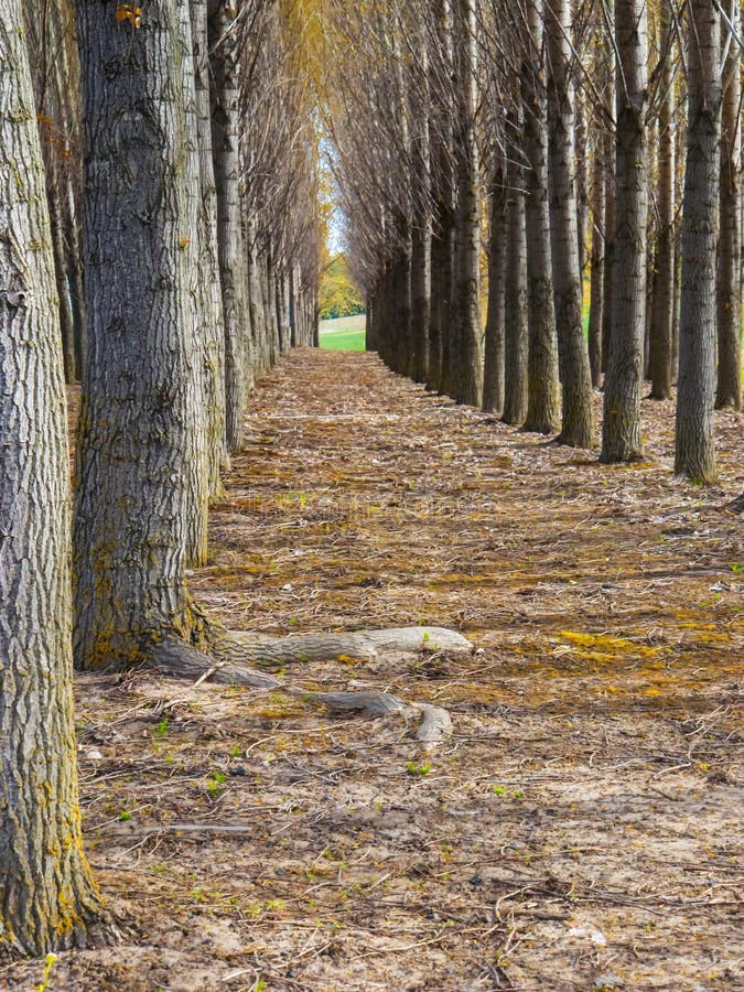 Path through row of trees stock photo. Image of straight - 43116842