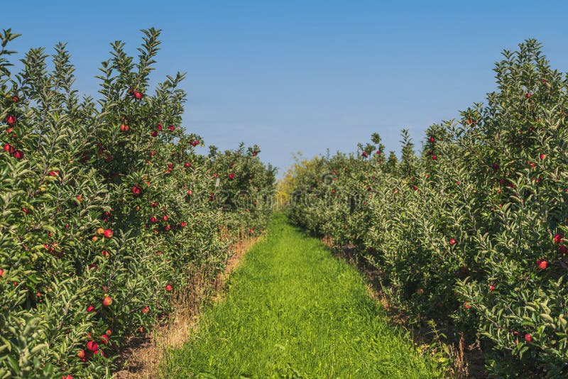 Path between Rows of Apple Trees at Orchard Stock Photo - Image of ...