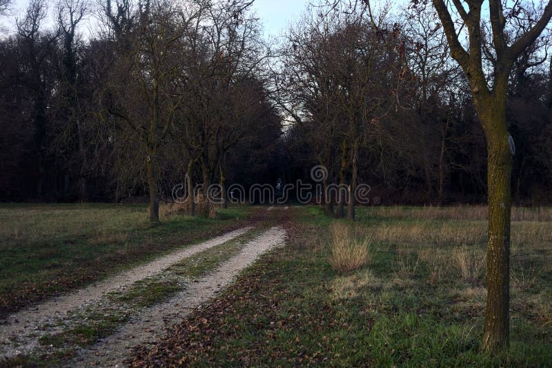 Path between Rows of Trees that Goes in a Forest in the Shade at Sunset ...