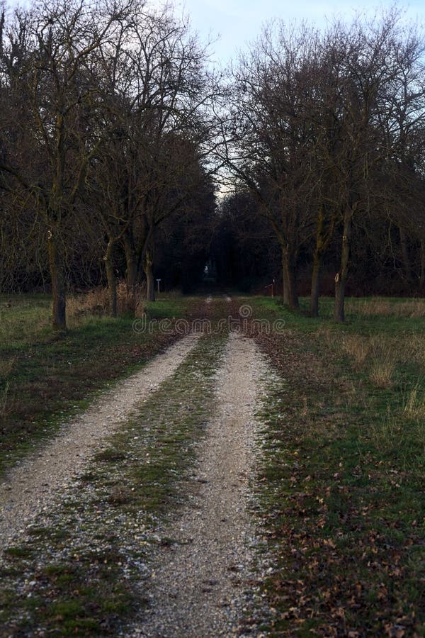 Path between Rows of Trees that Goes in a Forest in the Shade at Sunset ...