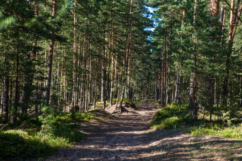 Path in the rows of trees stock photo. Image of leaf - 220324470