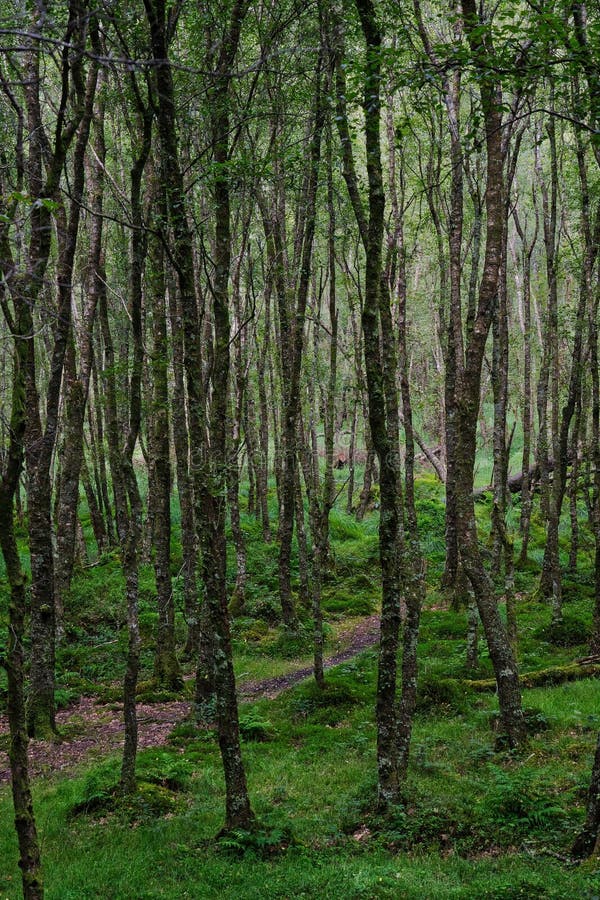 Path Runniing through Young Oak Trees Stock Image - Image of growing ...