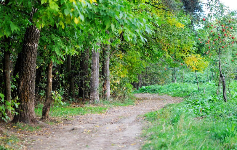 A Path Running through Autumnal Forest Stock Image - Image of ...