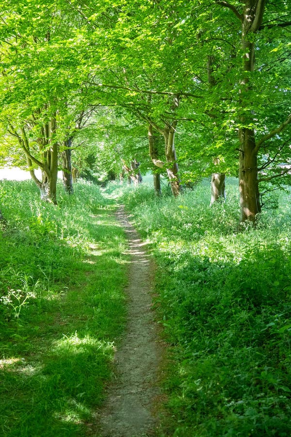 Path Running through Beautiful Green Summer Woodland Stock Image ...