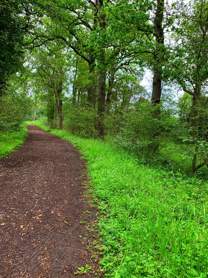 Path through the forest stock photo. Image of hatchlands - 232533520