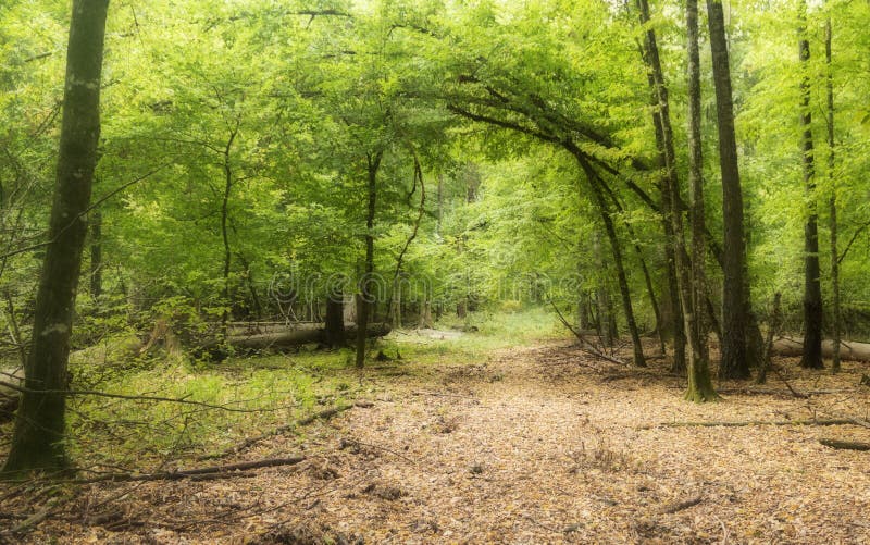 Path Running through the Forest Stock Image - Image of background ...
