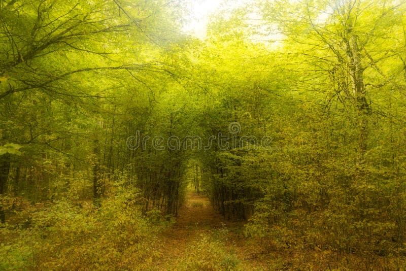 Path Running through the Forest Stock Image - Image of large, path ...