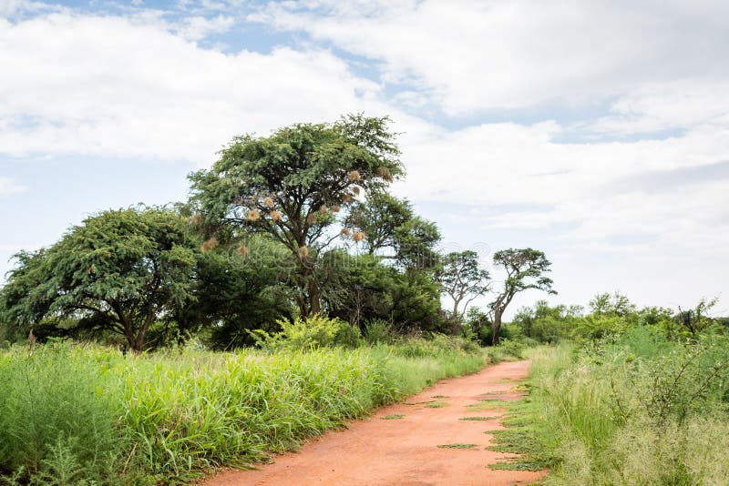 Patch through Veld among Acasia Trees and a Cloudy Sky Stock Image ...