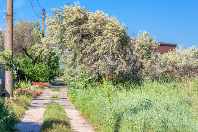 Path in the rural area stock photo. Image of blue, forest - 160951174